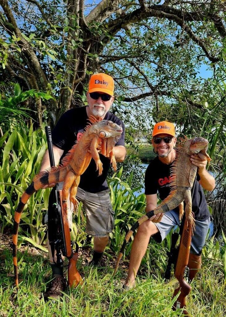 Iguana Hunt Contest - GAMO